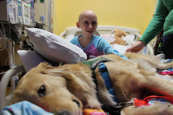 Welcome Chevy, our Newest Facility Dog! - Cincinnati Children's Blog